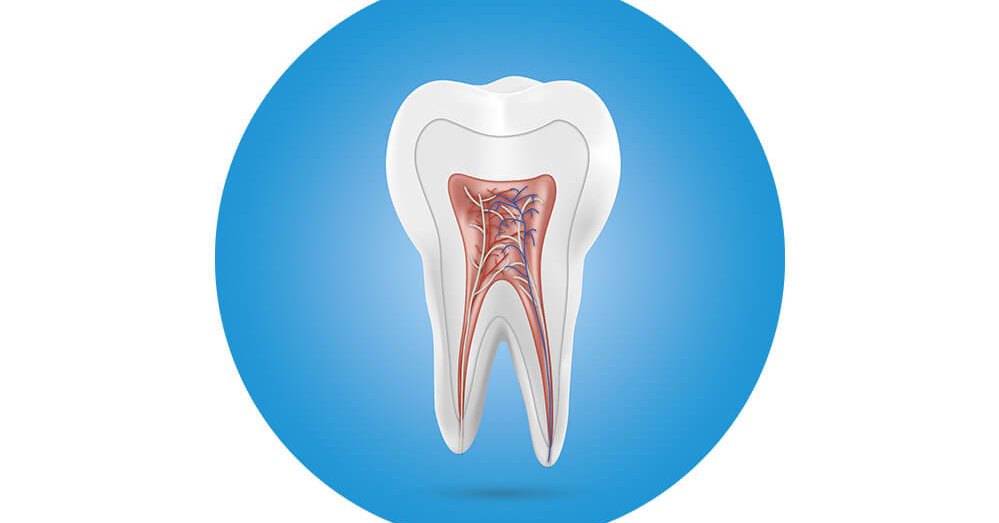 Tooth structure, healthy teeth and dentures | Bioniq
